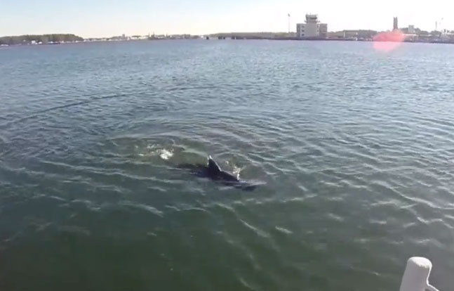 Navy Unveils 'GhostSwimmer' Drone That Looks Like a Shark - Athlon ...
