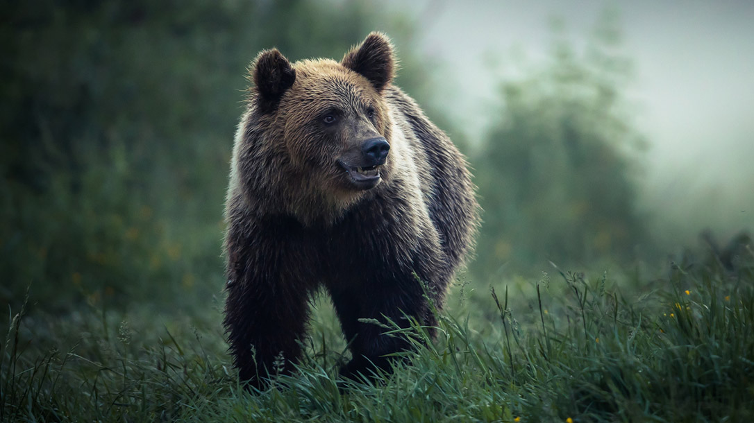 No Shit There I Was: My Real Life Bear Encounter