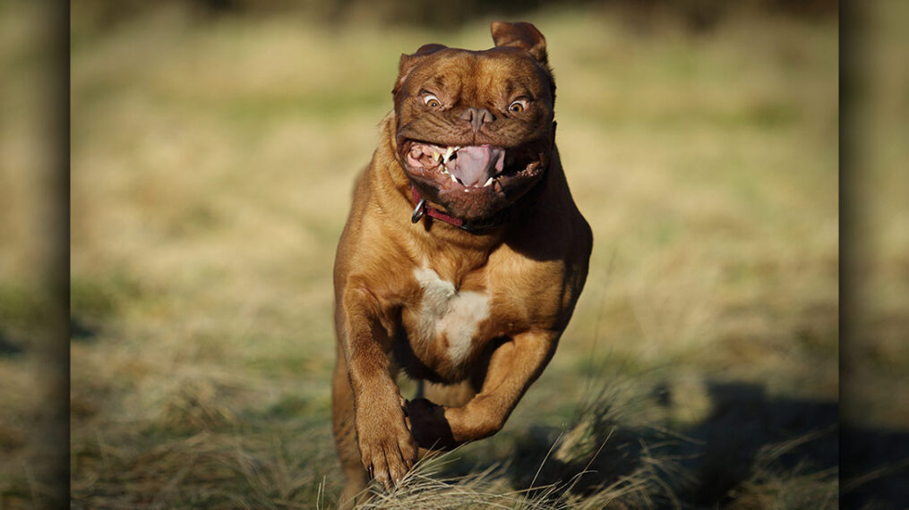 Killer Animals: Not All Predators Are Large and Intimidating