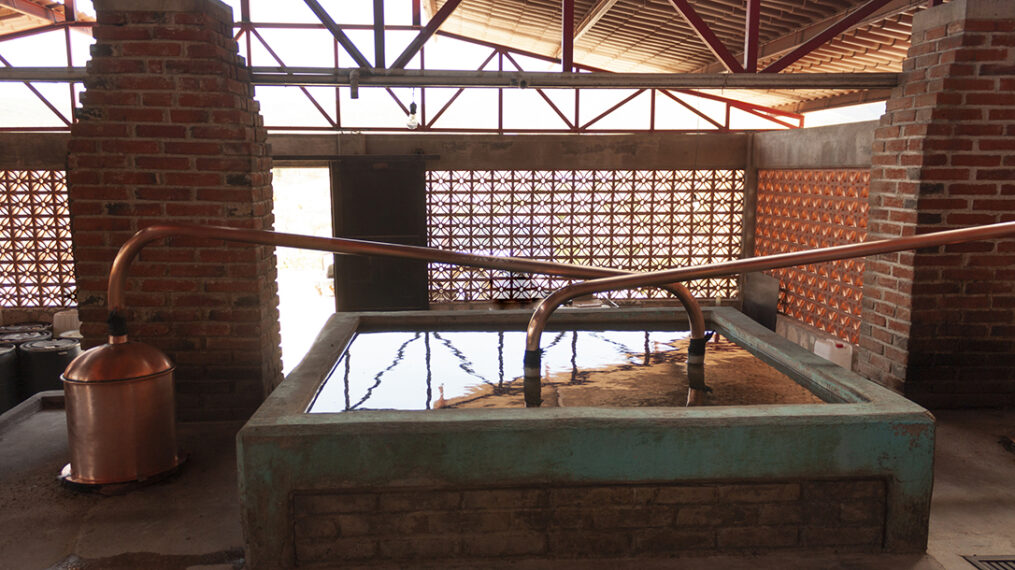 Spirit of Agave: Beyond Tequila & the Big 5 Agave Spirits